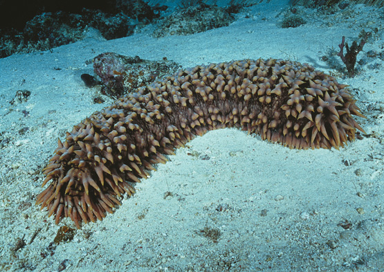 animalessraros: animales raros del mar